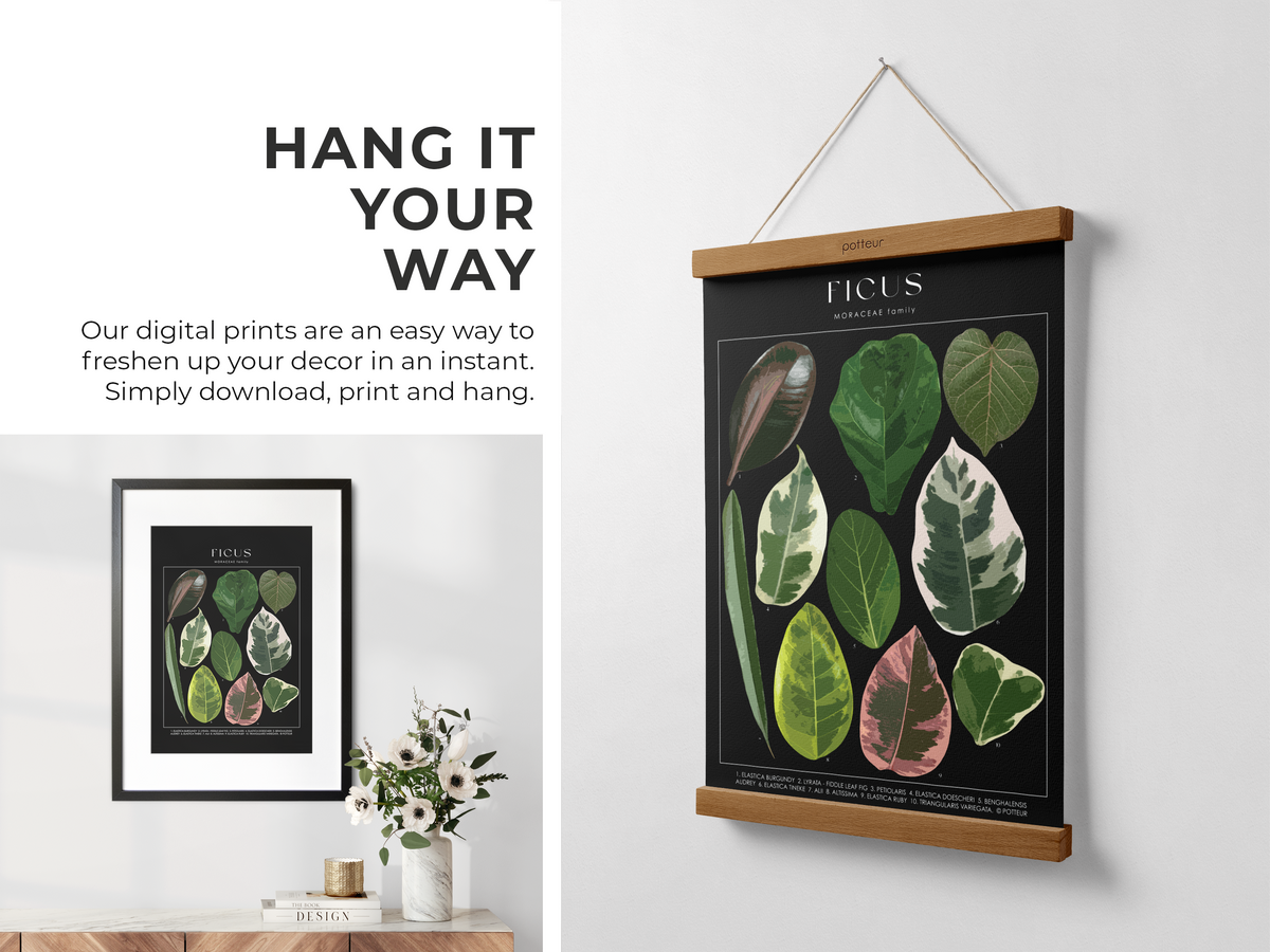 FICUS - Art Print - BLACK – potteur